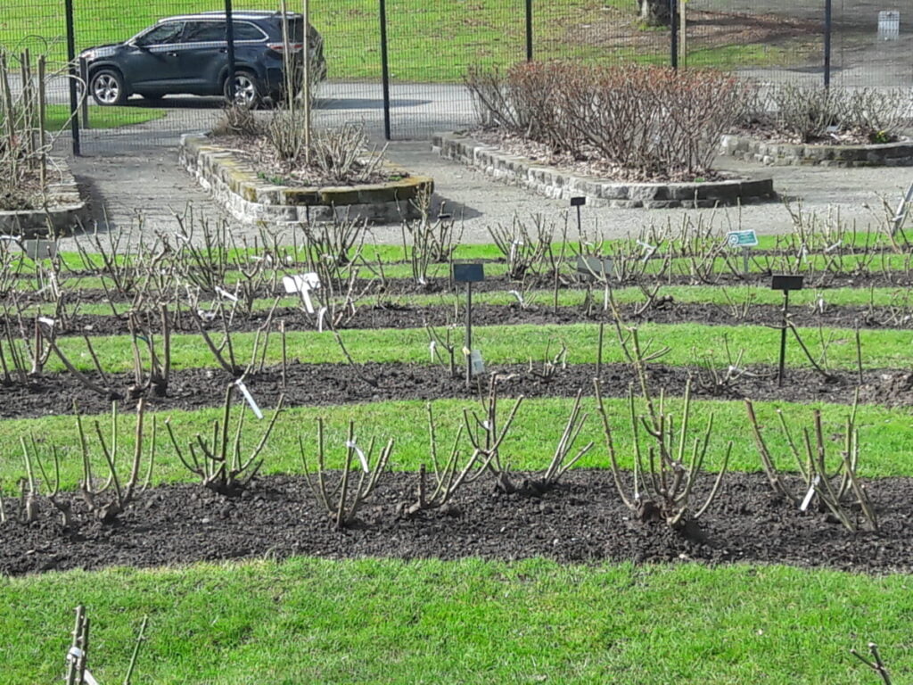 Rose Care | Tacoma Rose Society