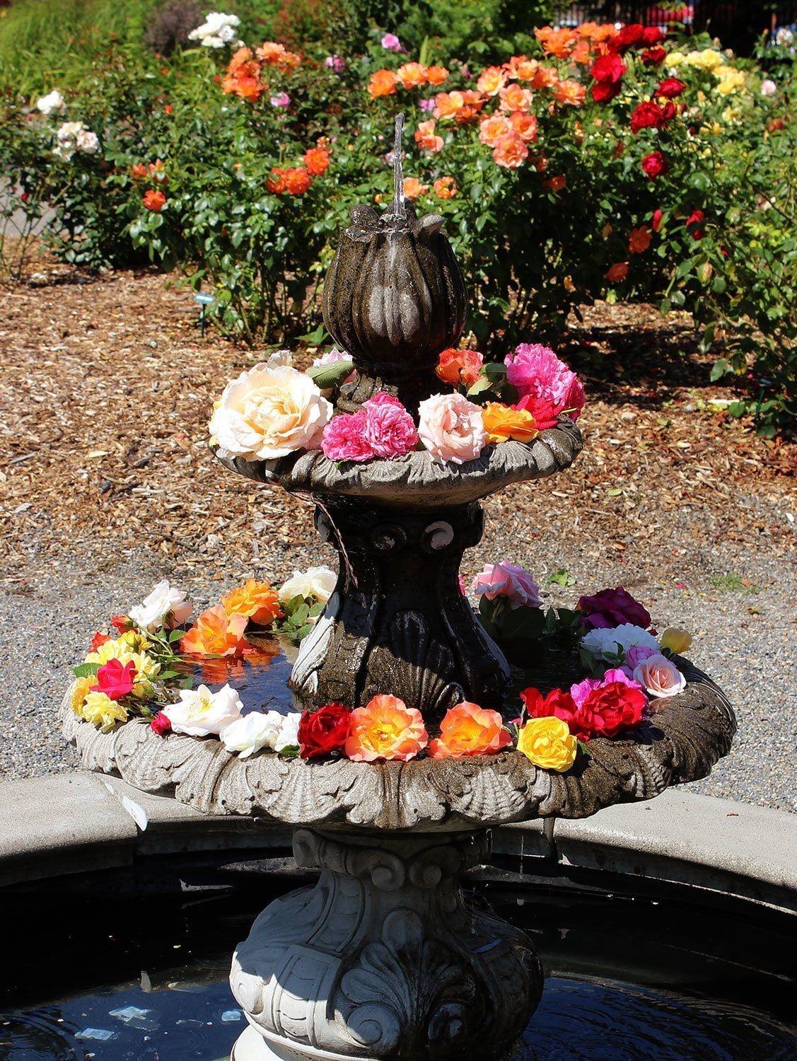 Washington’s Instagram-Worthy Public Rose Gardens | Tacoma Rose Society