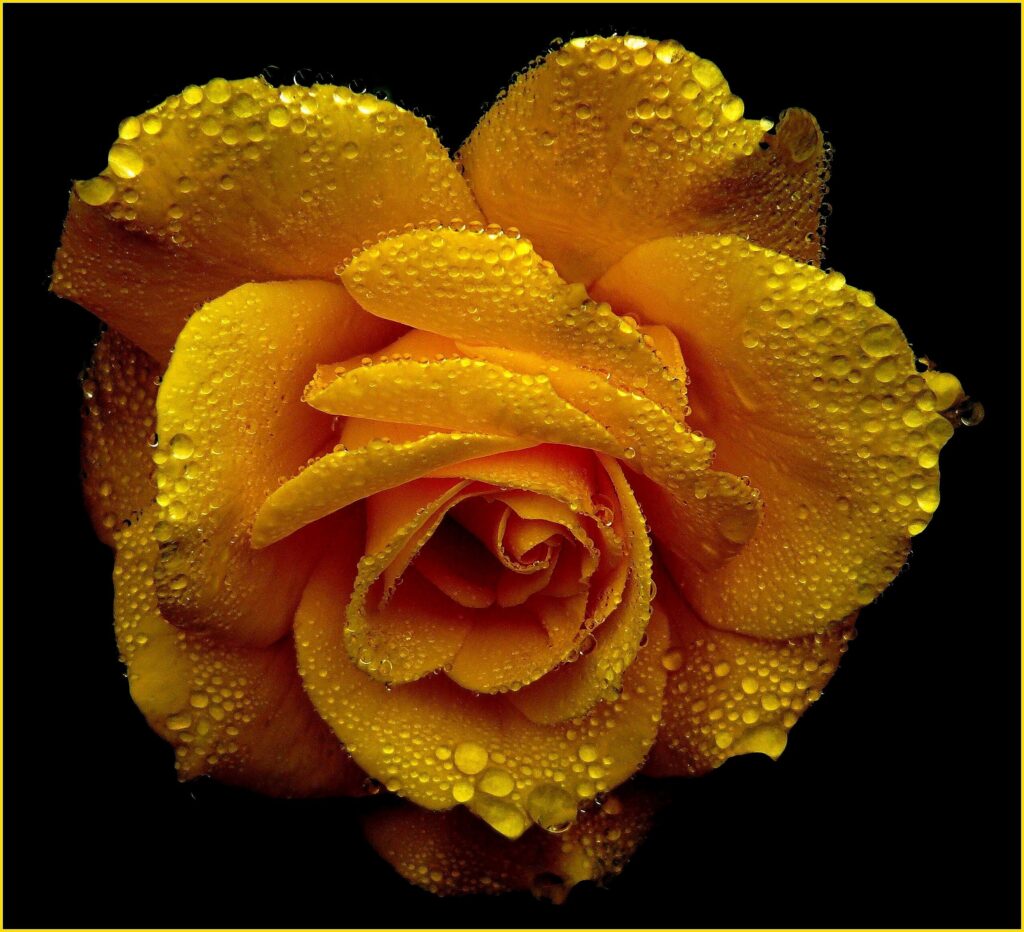 Welcome. Let's Zoom | Tacoma Rose Society