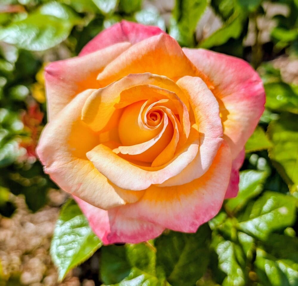 Queen’s Herald June 2025 | Tacoma Rose Society