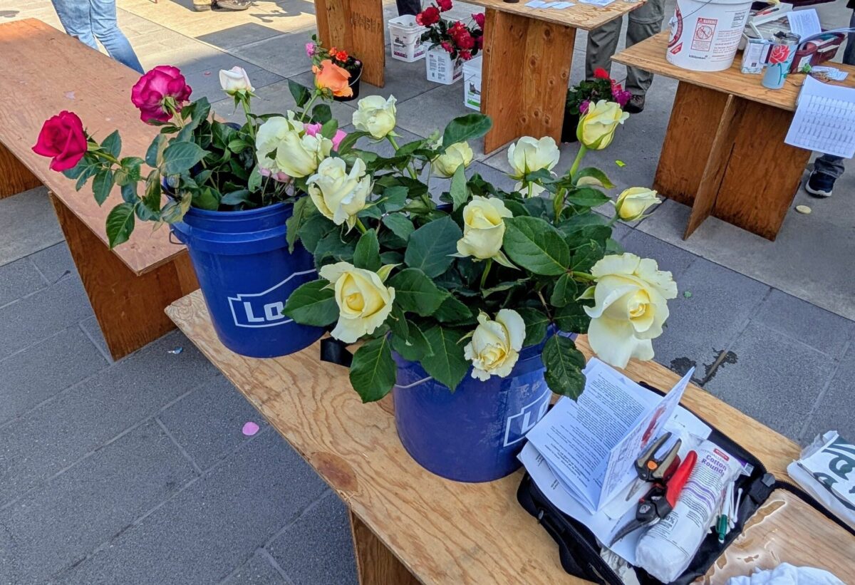 Queen’s Herald July 2025 | Tacoma Rose Society